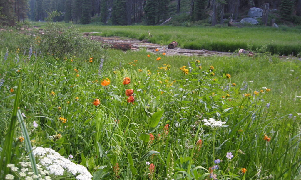 About – Science & stories of mountain meadows